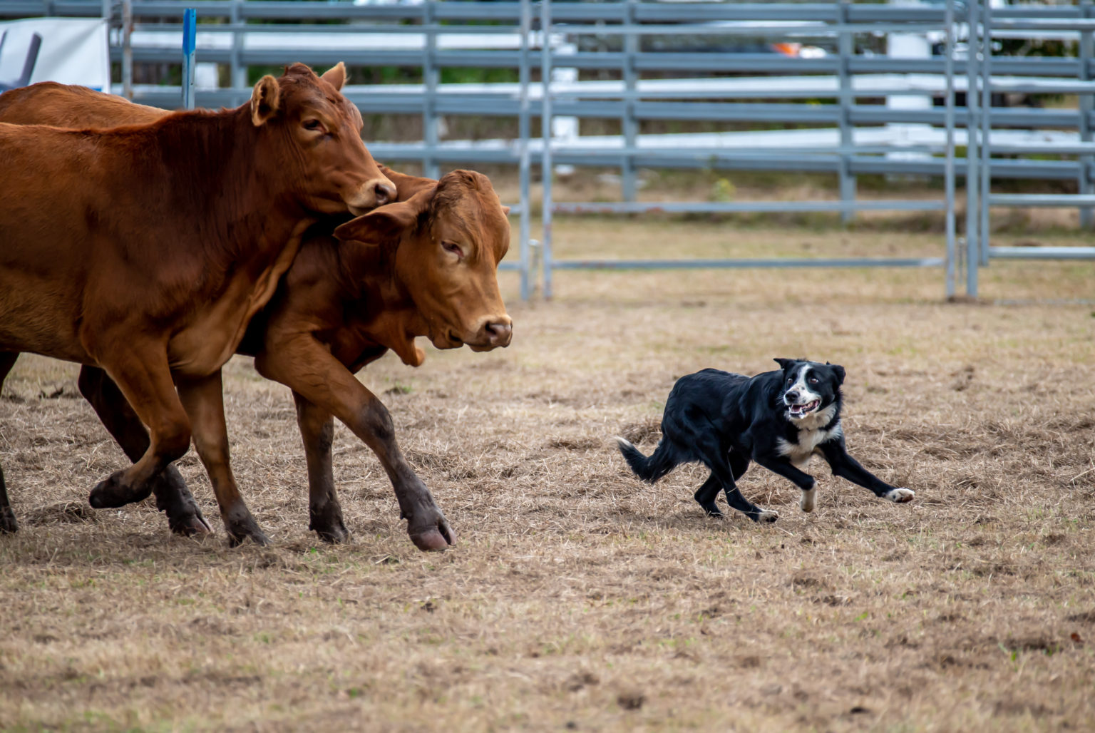 Australian Working Stock Dog Auction