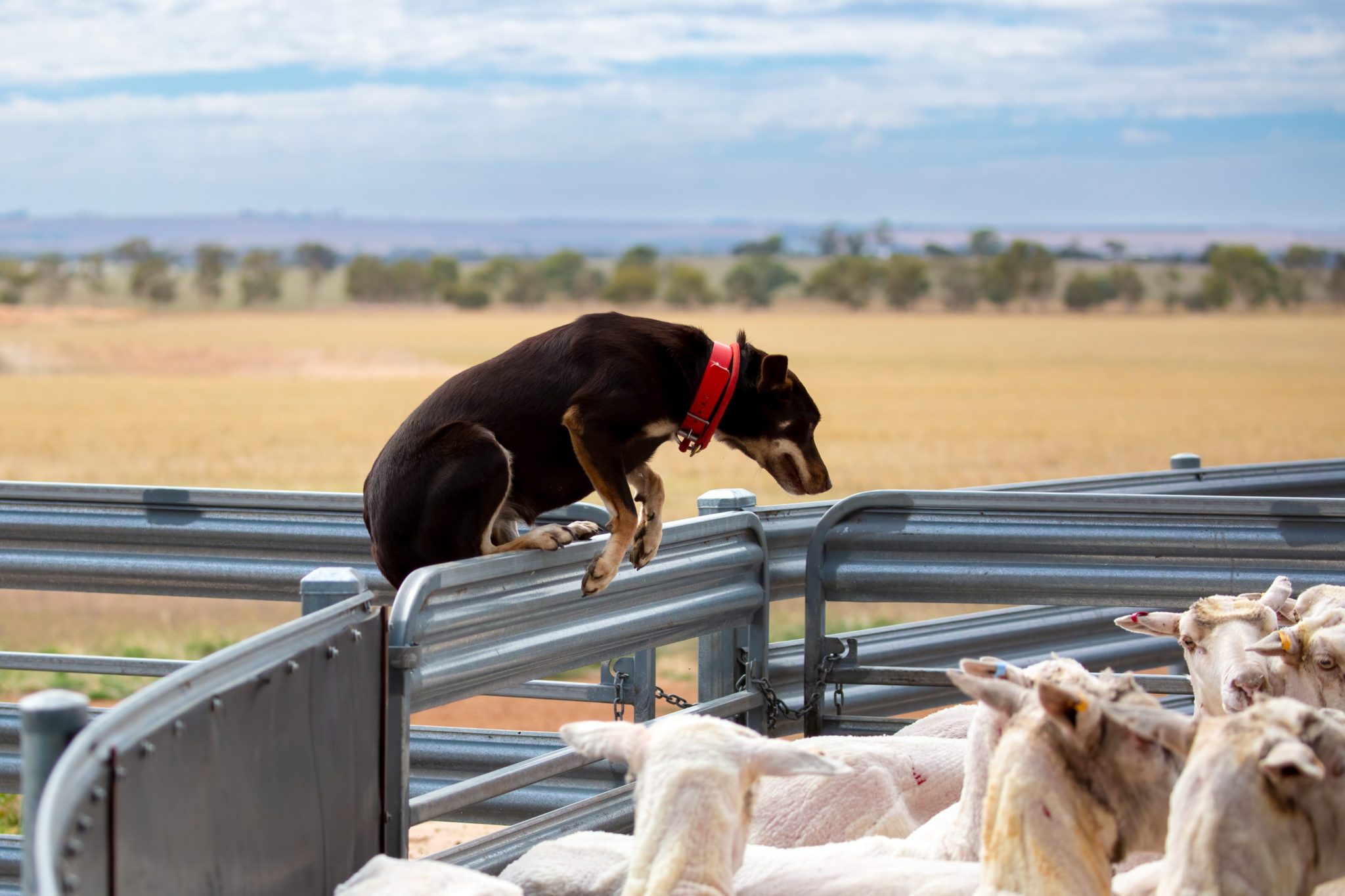 Australian Working Stock Dog Auction